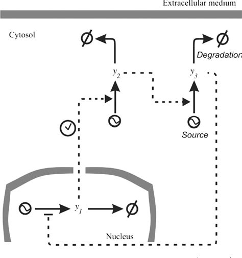 Figure From Dynamic Properties Of A Delayed Protein Cross Talk Model Semantic Scholar