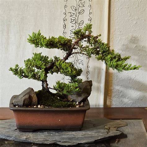 Procumbens Juniper Heartwoods Bonsai And Goods