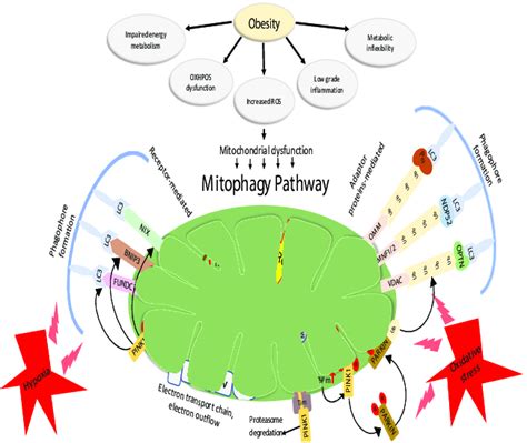 Mitophagy Pathway In Obesity Related Pathologies Download Scientific
