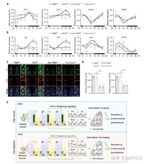 Science 生物钟研究新进展！军事医学研究院李慧艳和张学敏团队发现大脑scn神经元的初级纤毛是调控机体节律的细胞器 知乎