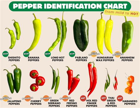 Types Of Chili Peppers Chart