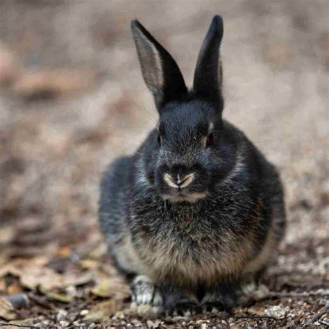 Unlocking The Secrets Why Are Rabbits So Fast Discover The Science Behind Their Lightning