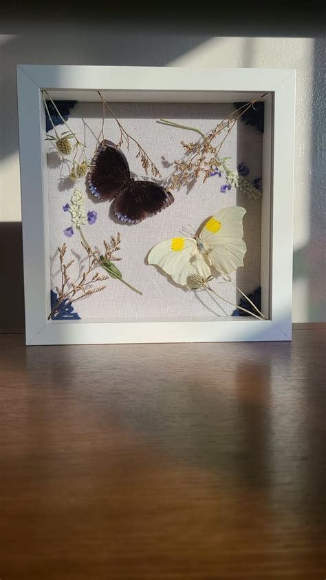 Butterfly Pinning And Arrangements Created By Me Rartist