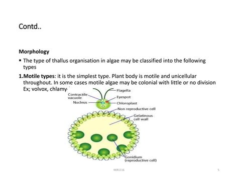 Phycology Of Algae Pptx