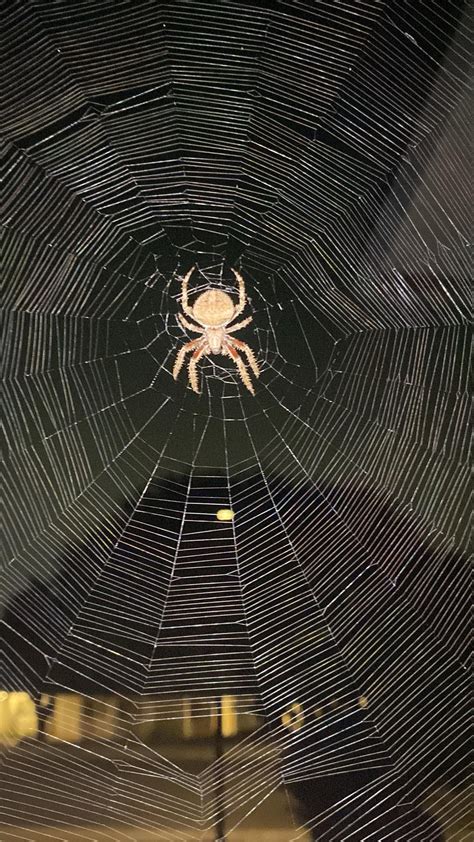 Big Ol Booty Rspiders