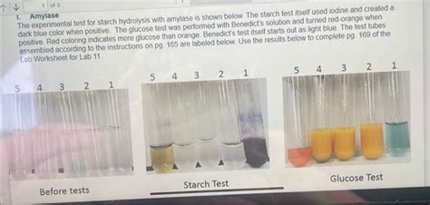 1 Amylase The Experimental Test For Starch