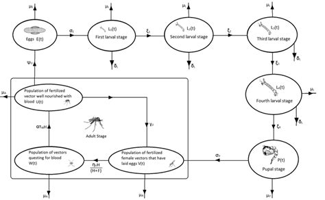 Flow Diagram Of The Non Autonomous Model 1 Download Scientific Diagram