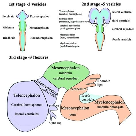 Ventricular System