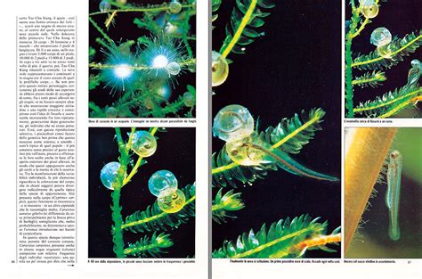 Goldfish Mating And Reproduction Monaco Nature Encyclopedia