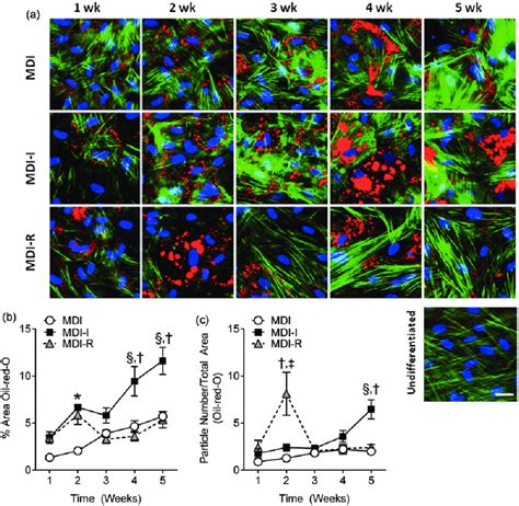 Semi Quantitative Analysis Of Triglyceride Accumulation And Lipid