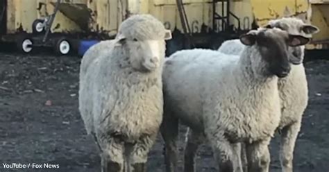 Sheep Escape from Slaughterhouse and Get a New Chance at Life | The Animal Rescue Site