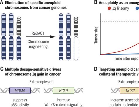 Dr Adrijana Kekic On Linkedin Oncogene Like Addiction To Aneuploidy In Human Cancers