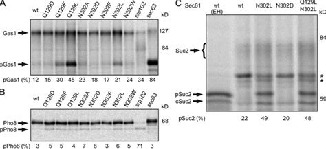 Loss Of Function Polar Cluster Mutations Reduce Translocation Of