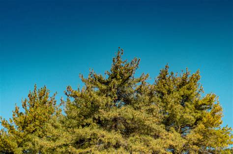 Tree Top View Free Stock Photos Images And Pictures Of Tree Top View