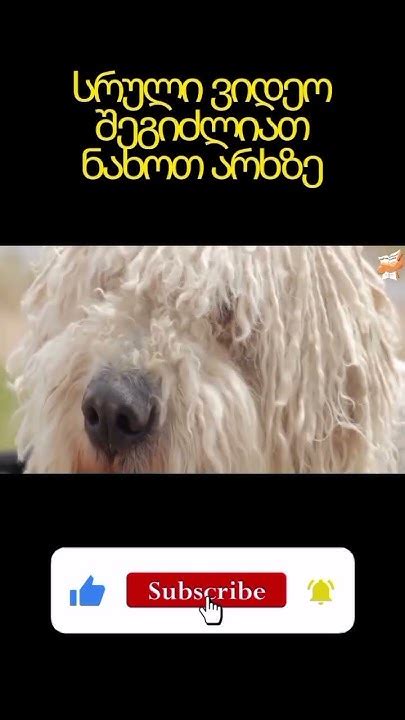 კომონდორი დიდი მცველი ძაღლი Youtube