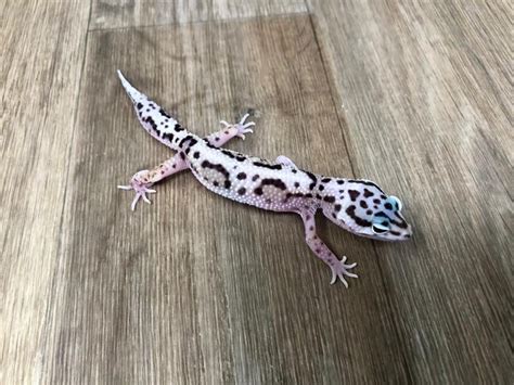 This Is My Bioactive Leopard Gecko Terrarium And I Have Some Questions