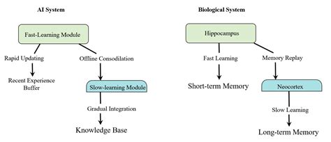 Neuroplasticity Meets Artificial Intelligence: A Hippocampus-Inspired Approach to the Stability ...