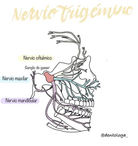 Nervio Trigémino Anatomía Dental Anatomía Médica Escuela De Higiene Dental