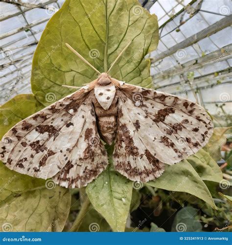 An Ugly Moth With Faded Irregular Spots Resting On The Brittle Leaves