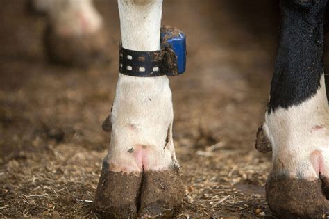 Precision Technologies To Maximise Reproductive Performance In Dairy