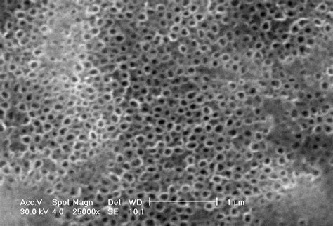 sem image of tio 2 nanotube obtained in nh 4 f and hf 0 5 in 50 h 2