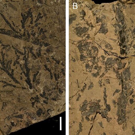 Macrofossil Plant As Sem Blage Form So³tyków Out Crop Lower Zagaje For