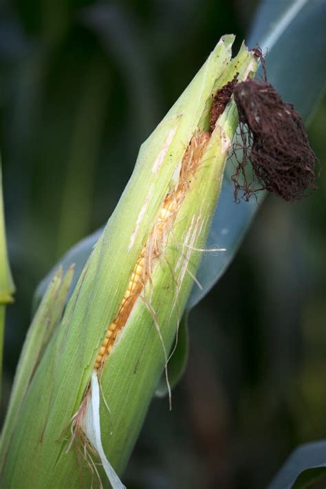 The Green Corn On The Cob Is Peeled And The Corn Kernels Are Leaked Out Stock Image Image Of