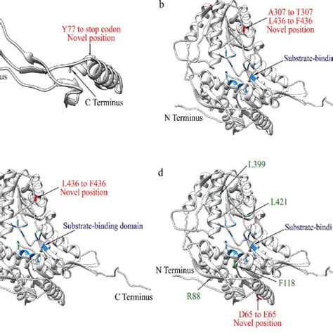 Graphical Representation Of The Three Dimensional Protein Structure Of Download Scientific