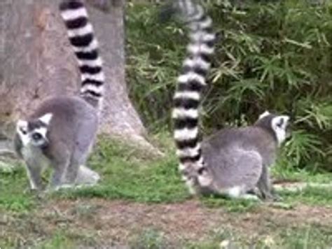 A Billion Years Of Sex Differences