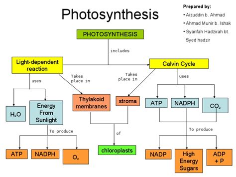 Photosynthesis Concept Map Worksheet