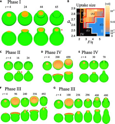 Membrane Protrusion At The Edge Of An Active Patch Is Sufficient For Download Scientific