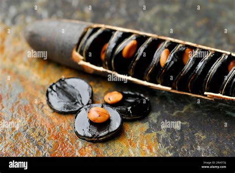 Cassava Fruit And Seeds Pod Indian Laburnum Tube Cassava Stock