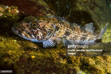 Pacific Ocean Photos And Premium High Res Pictures Getty Images