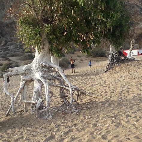 This Tree R Oddlyterrifying