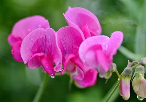 Sweet Pea Flower Meaning Aprils Birth Flower Xu Farm