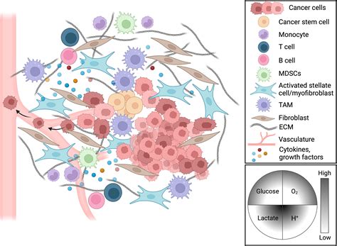 Tumor Microenvironment Tumor Microenvironment By Ahmed Lasfar