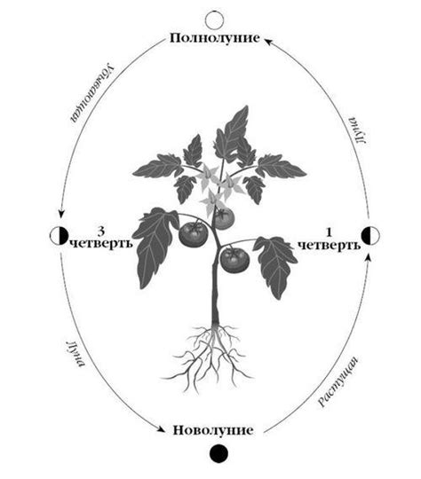 Лунный календарь садовода и огородника на 2025 год по месяцам