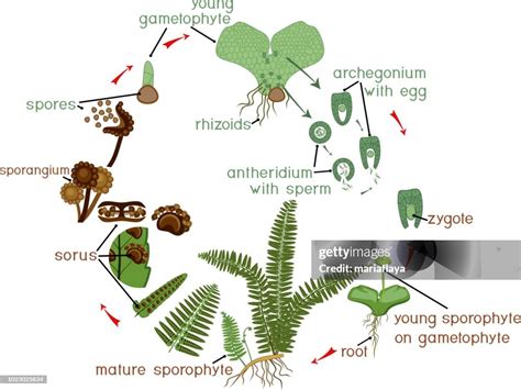 Life Cycle Of Fern Plant Life Cycle With Alternation Of Diploid