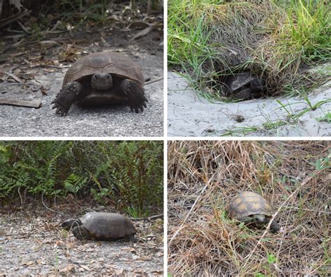 Happy Gopher Tortoise Day 🐢 Gopher Tortoises Gopherus Polyphemus Are Long Lived Terrestrial