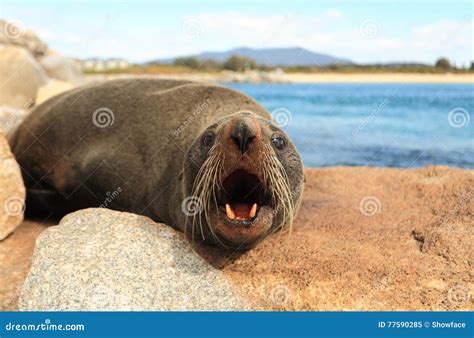 Australian Fur Seal Says G Day Stock Image Image Of Mammal Eyes