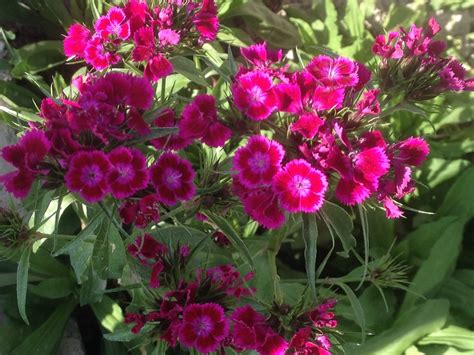 მინდა გაგაცნოთ საქართველო საქართველოს მცენარეები