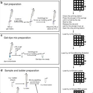 Quick Guide For RNA Pico Chip Preparation And Loading A Ladder Download Scientific Diagram