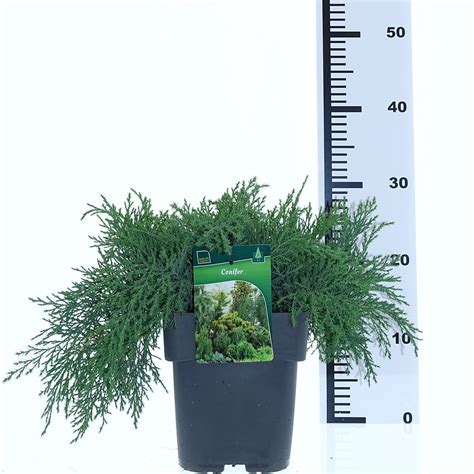 Microbiota Decussata Drew Blue Kwekerij De Koekoek