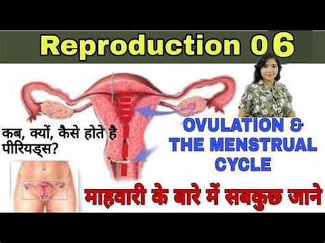 OVULATION THE MENSTRUAL CYCLE How Do Organisms Reproduce Class Th REPRODUCTION
