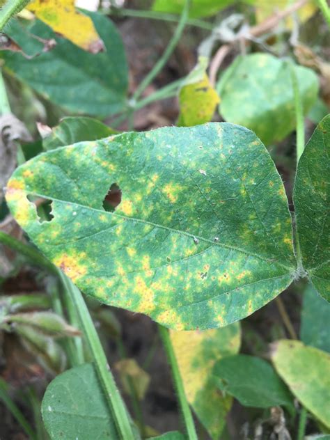 Soybean Rust Update August 5 2017 Mississippi Crop Situation