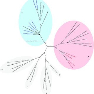 Bayesian Phylogenetic Analysis Of New Zealand And Representatives Of Download Scientific