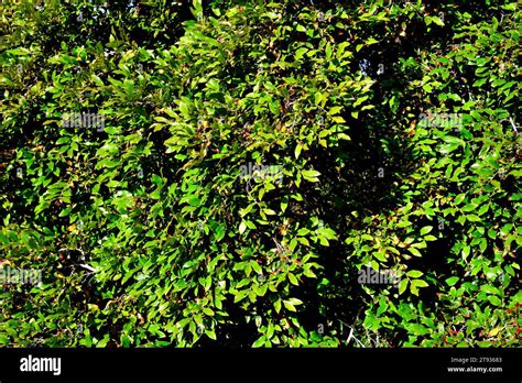 Bladdernut Diospyros Whyteana Is A Small Ornamental Tree Native To