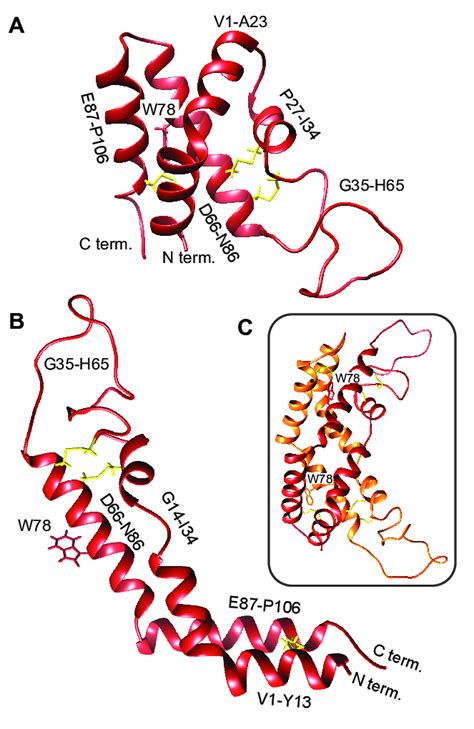comparative models of mature d1 psi were predicted using the robetta