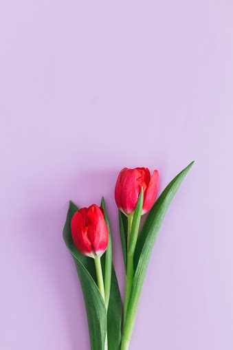 파스텔 바이올렛 배경에 부드러운 핑크 튤립 여성의 날 인사말 카드 0명에 대한 스톡 사진 및 기타 이미지 0명 3월 8 Istock