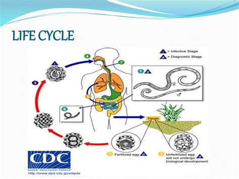 Ascariasis Pptx Digestive Disorders Diseases And Conditions